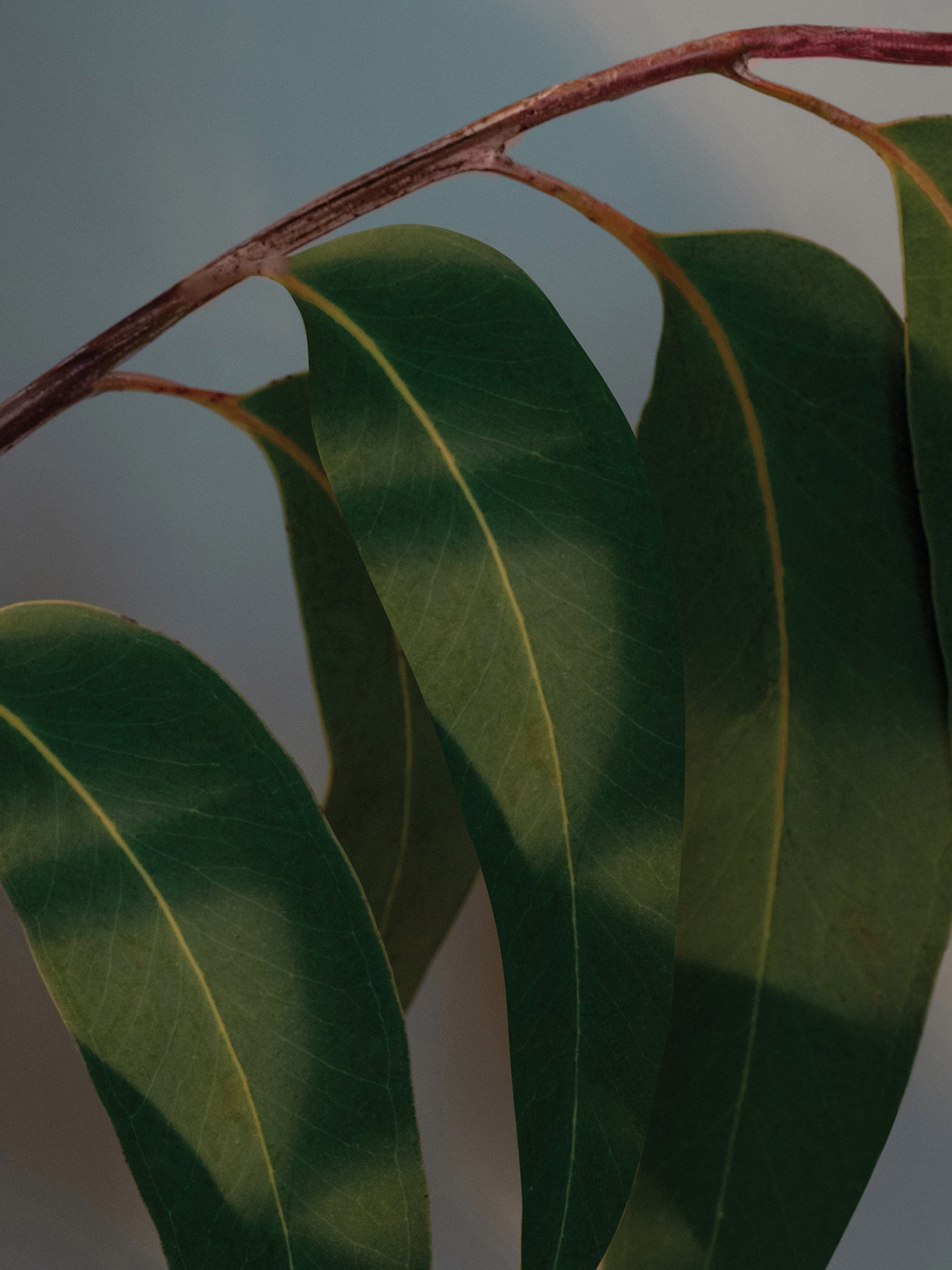 About – Leif Products